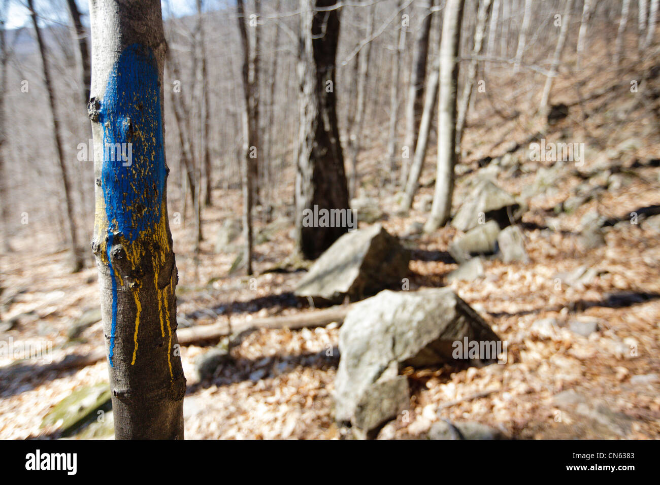 Trail Blaze along the Frankenstein Cliff Trail in the White Mountains ...