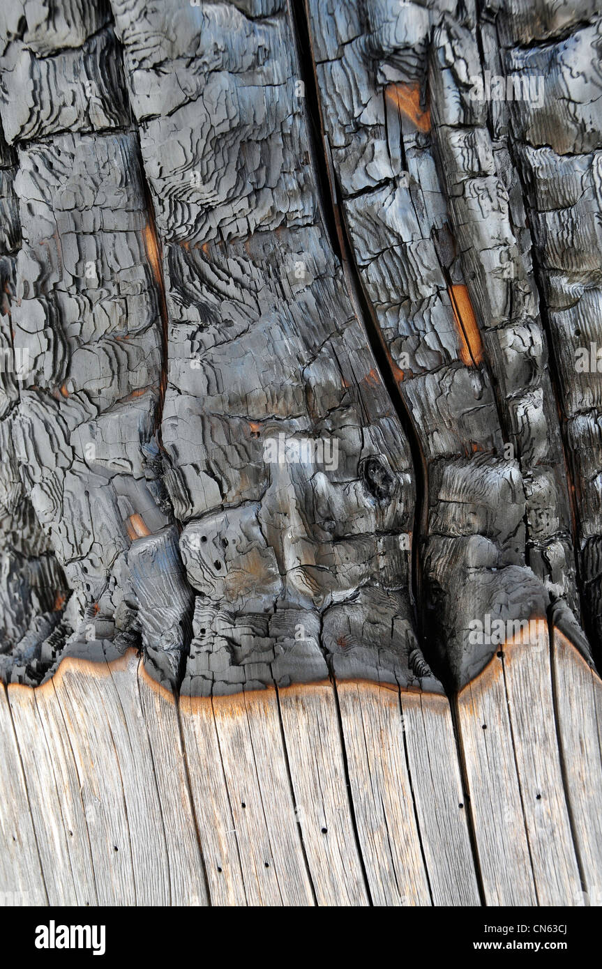 Detail of charred tree trunk in Oregon's Wallowa Mountains Stock Photo ...