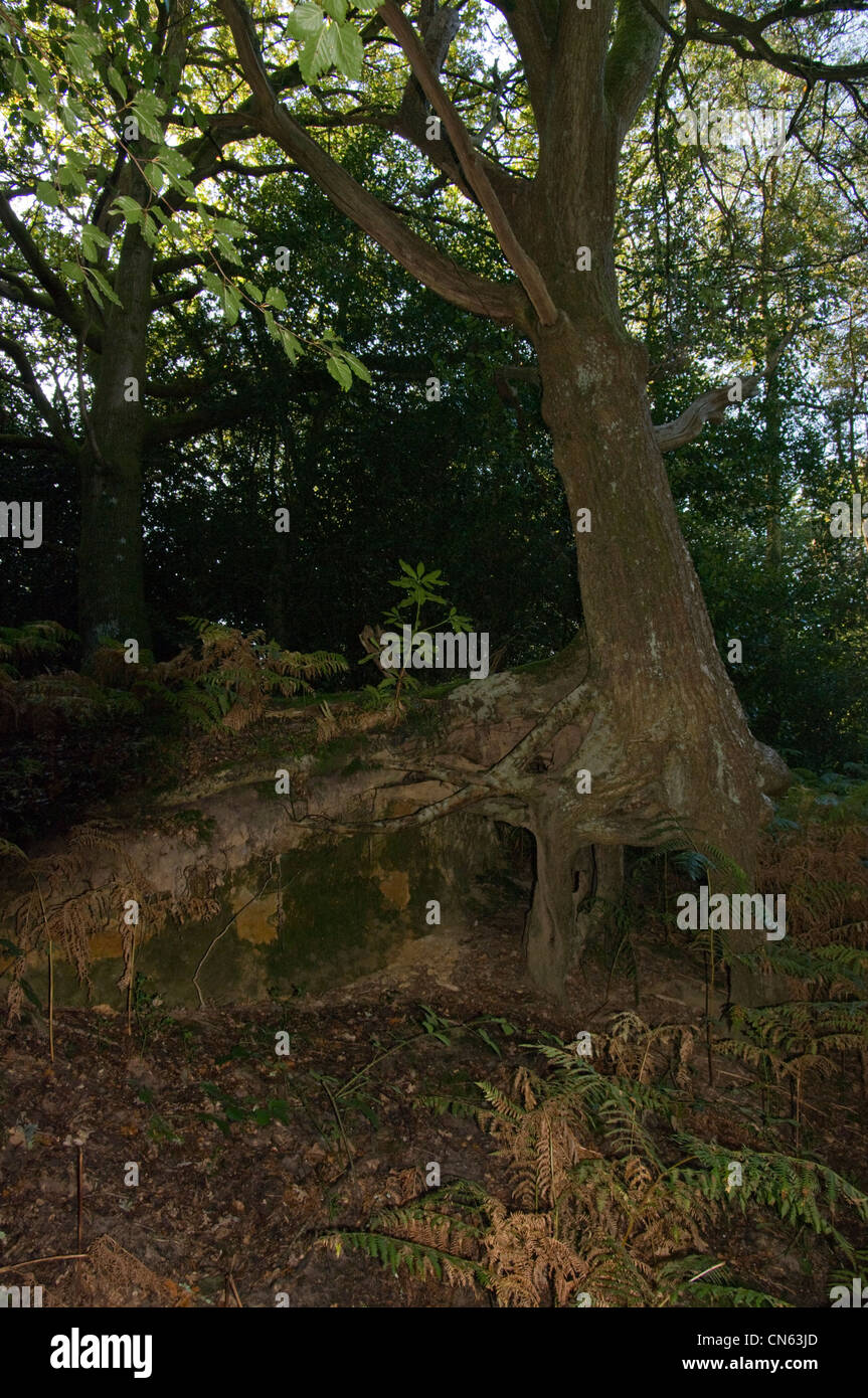 Roots growing into rock hi-res stock photography and images - Alamy