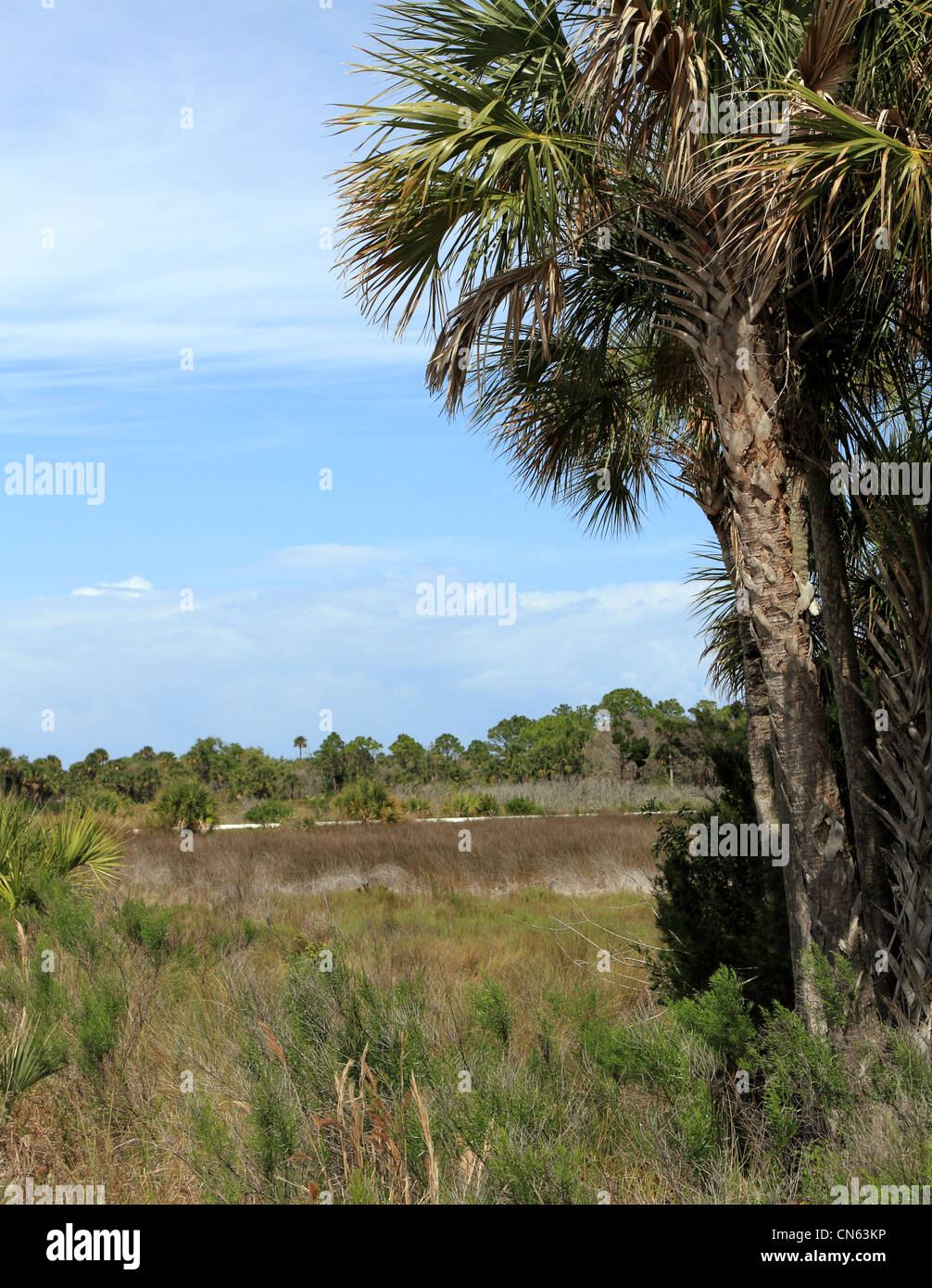 Palm tree barren grassland clearing Stock Photo - Alamy