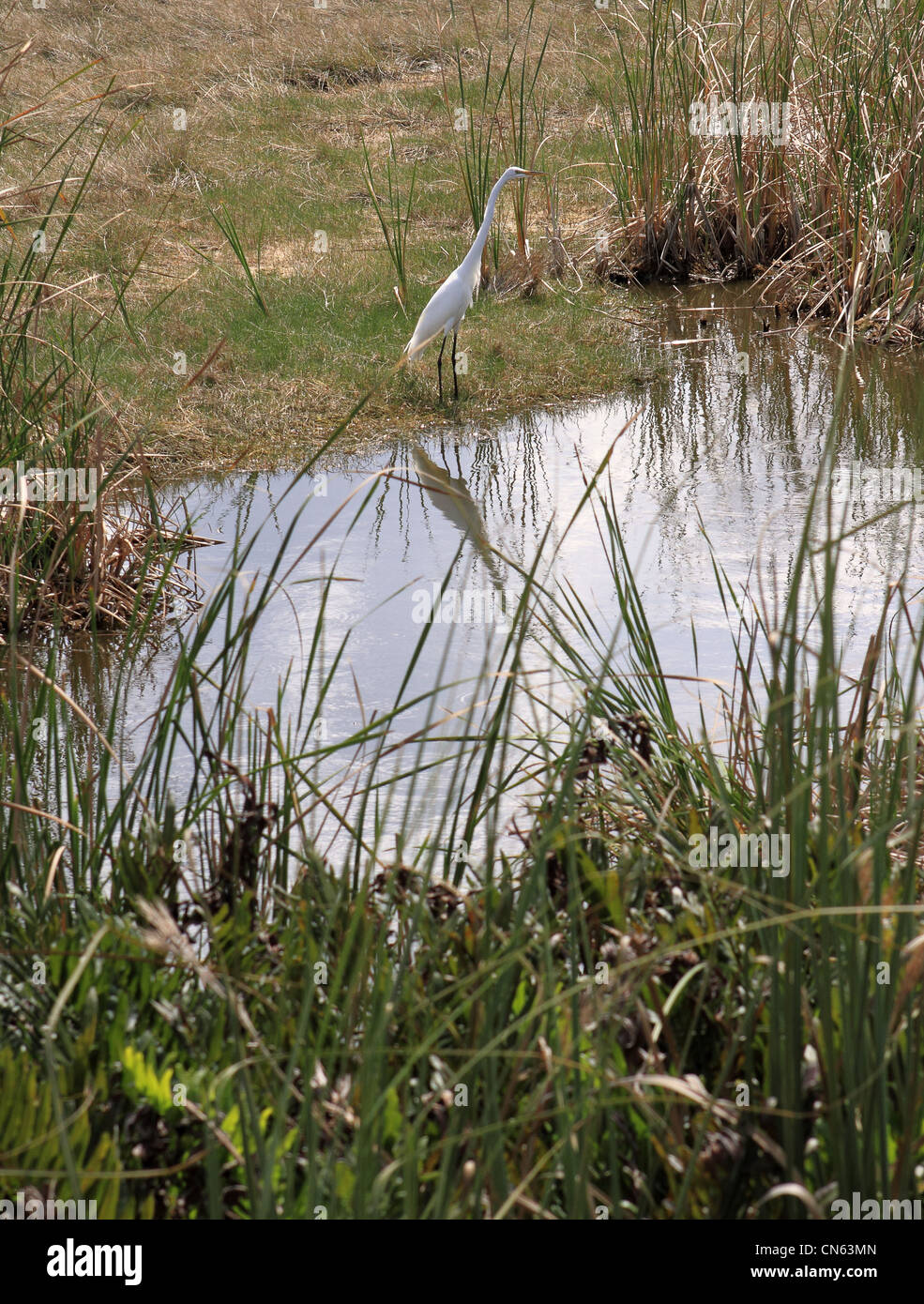 Reeds edge river in hi-res stock photography and images - Alamy