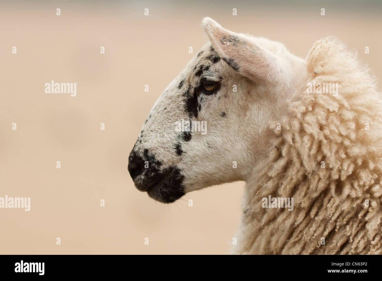 British texel sheep hi-res stock photography and images - Alamy