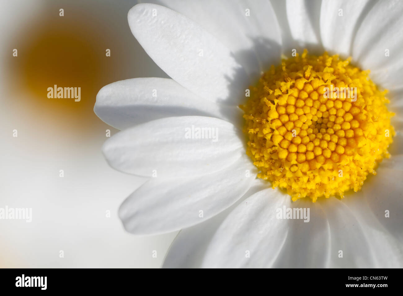 Oxeye daisy hi-res stock photography and images - Alamy