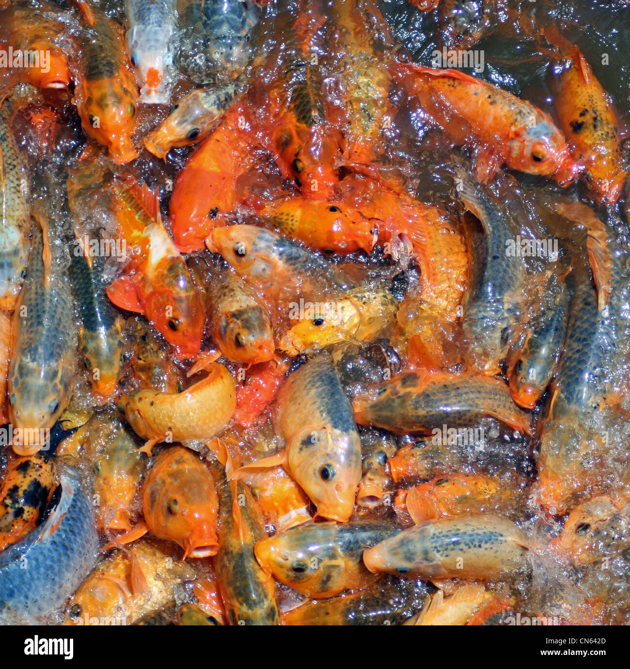 Fish Fight 2 Stock Photo - Alamy