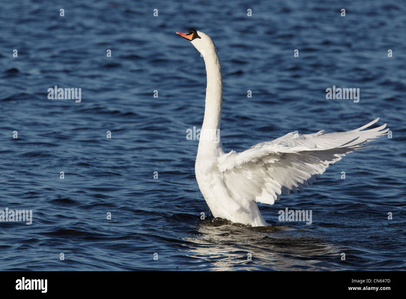 Flapping Birds High Resolution Stock Photography and Images - Alamy
