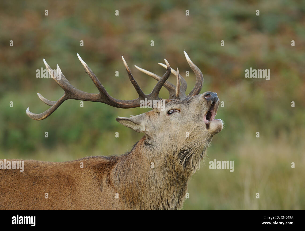 Red deer stag calling Stock Photo - Alamy