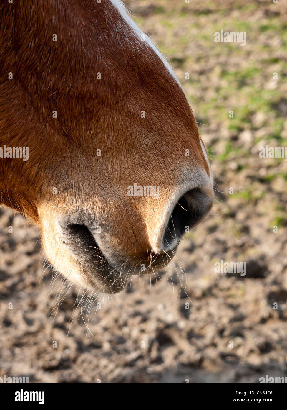 Snort, horse hi-res stock photography and images - Alamy