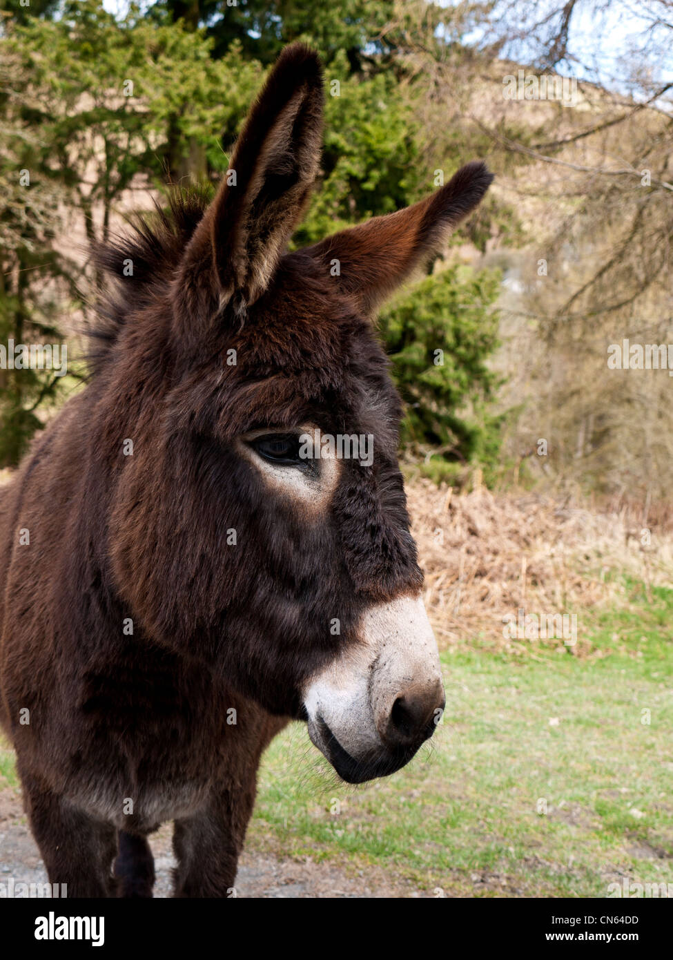 Donkey in a field Stock Photo - Alamy