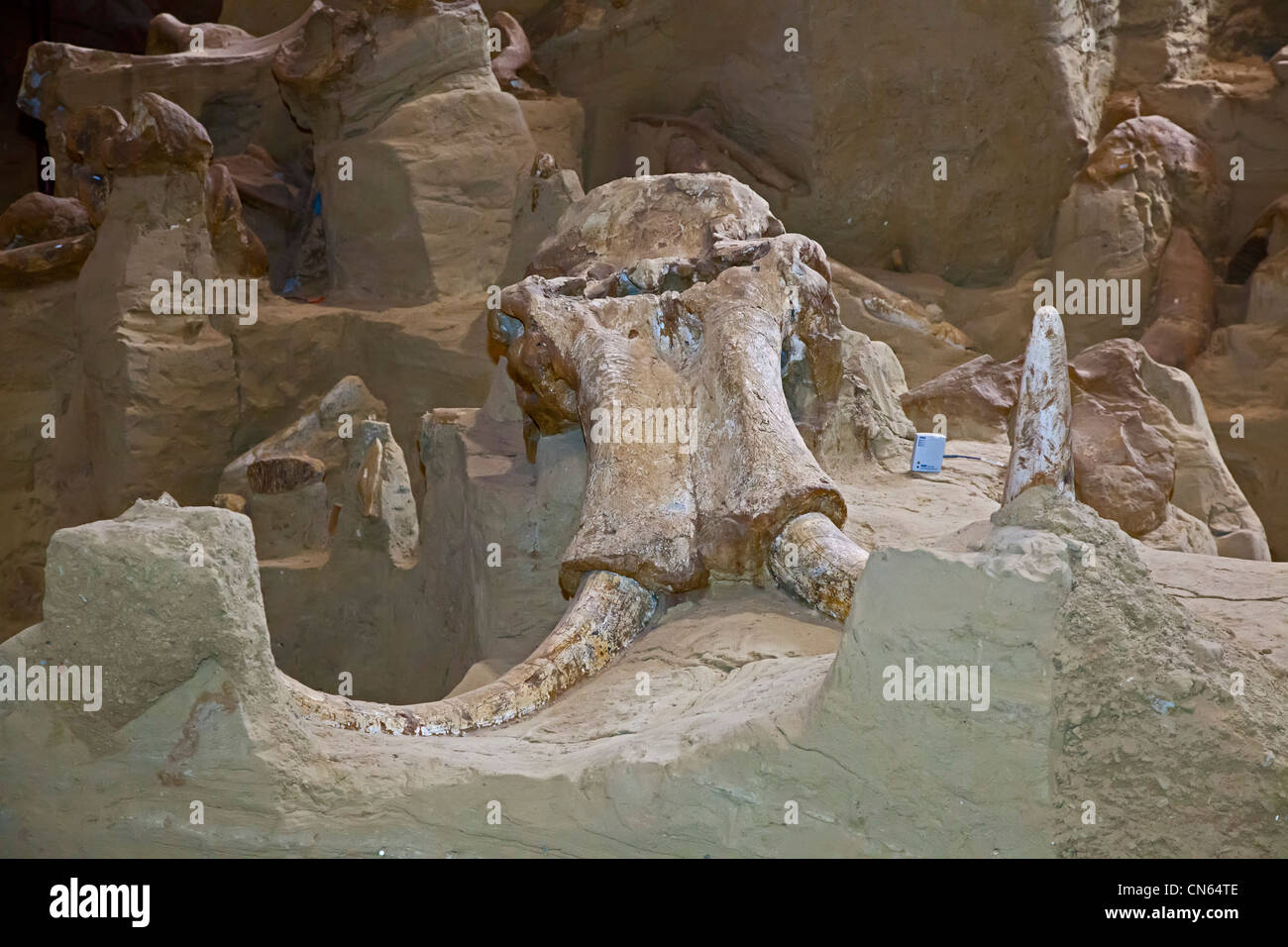 Mammoth Fossils High Resolution Stock Photography and Images - Alamy