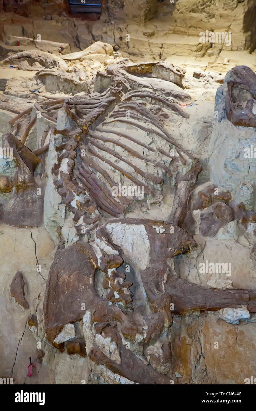 Fossil skeleton mammoth hi-res stock photography and images - Alamy