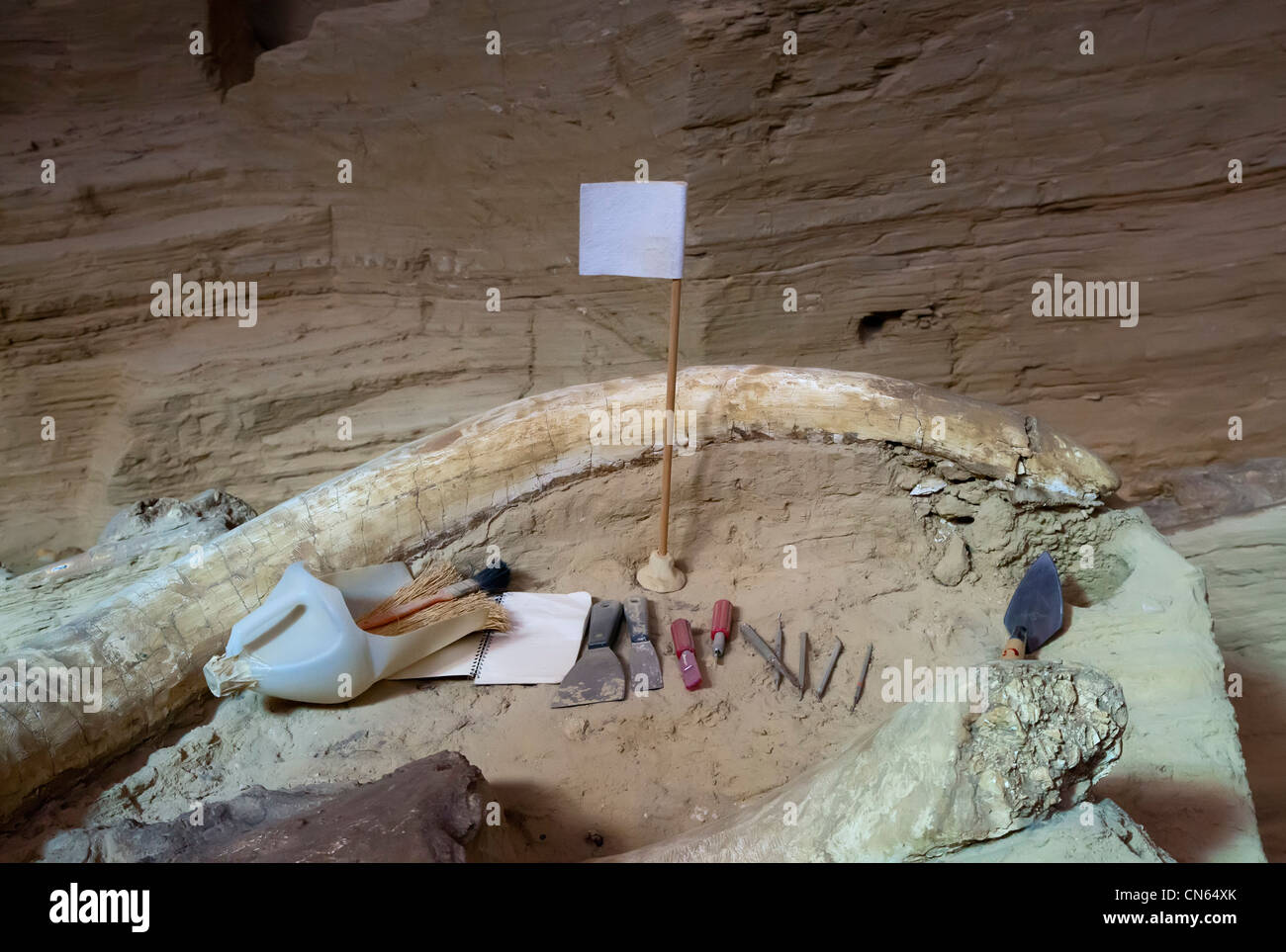 Fossil excavation site hi-res stock photography and images - Alamy