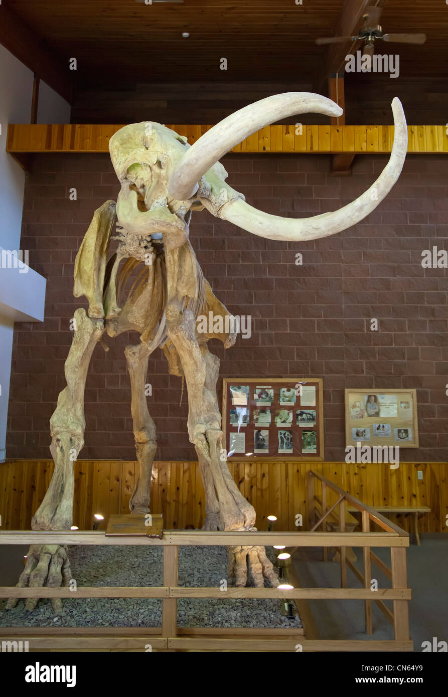 Mammoth fossils hi-res stock photography and images - Alamy