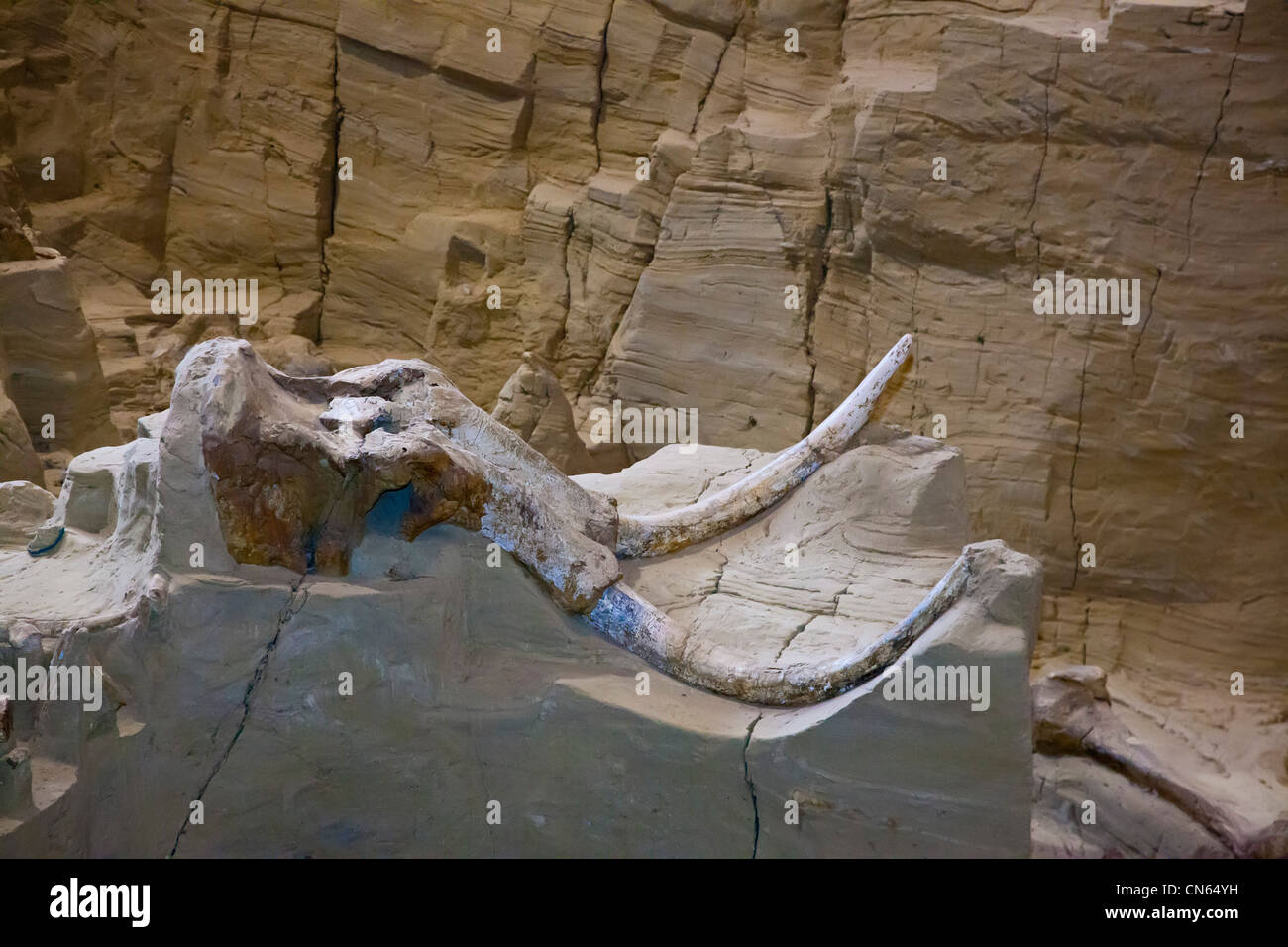 Fossil excavation site hi-res stock photography and images - Alamy