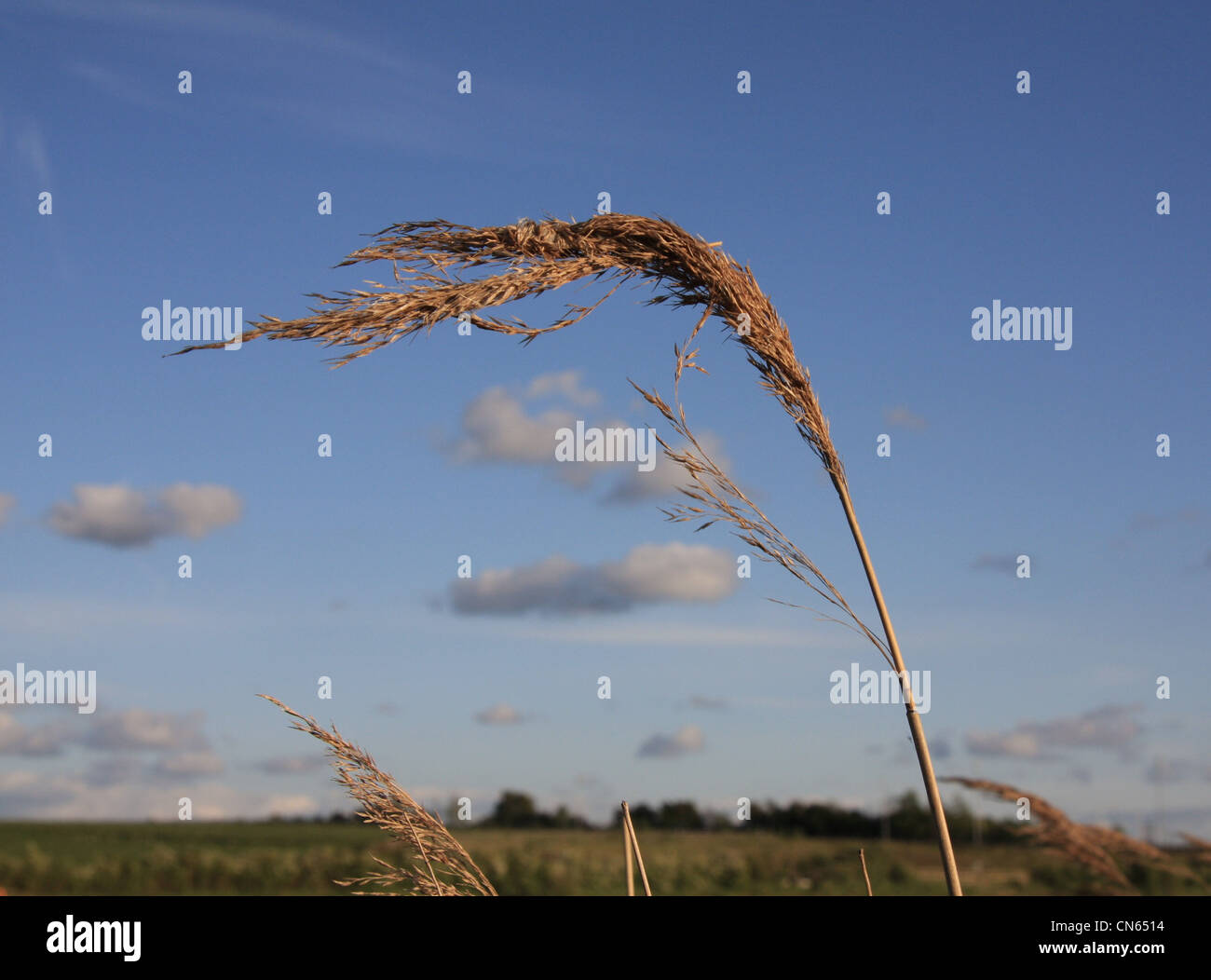 Plant blowing in the wind Stock Photo - Alamy