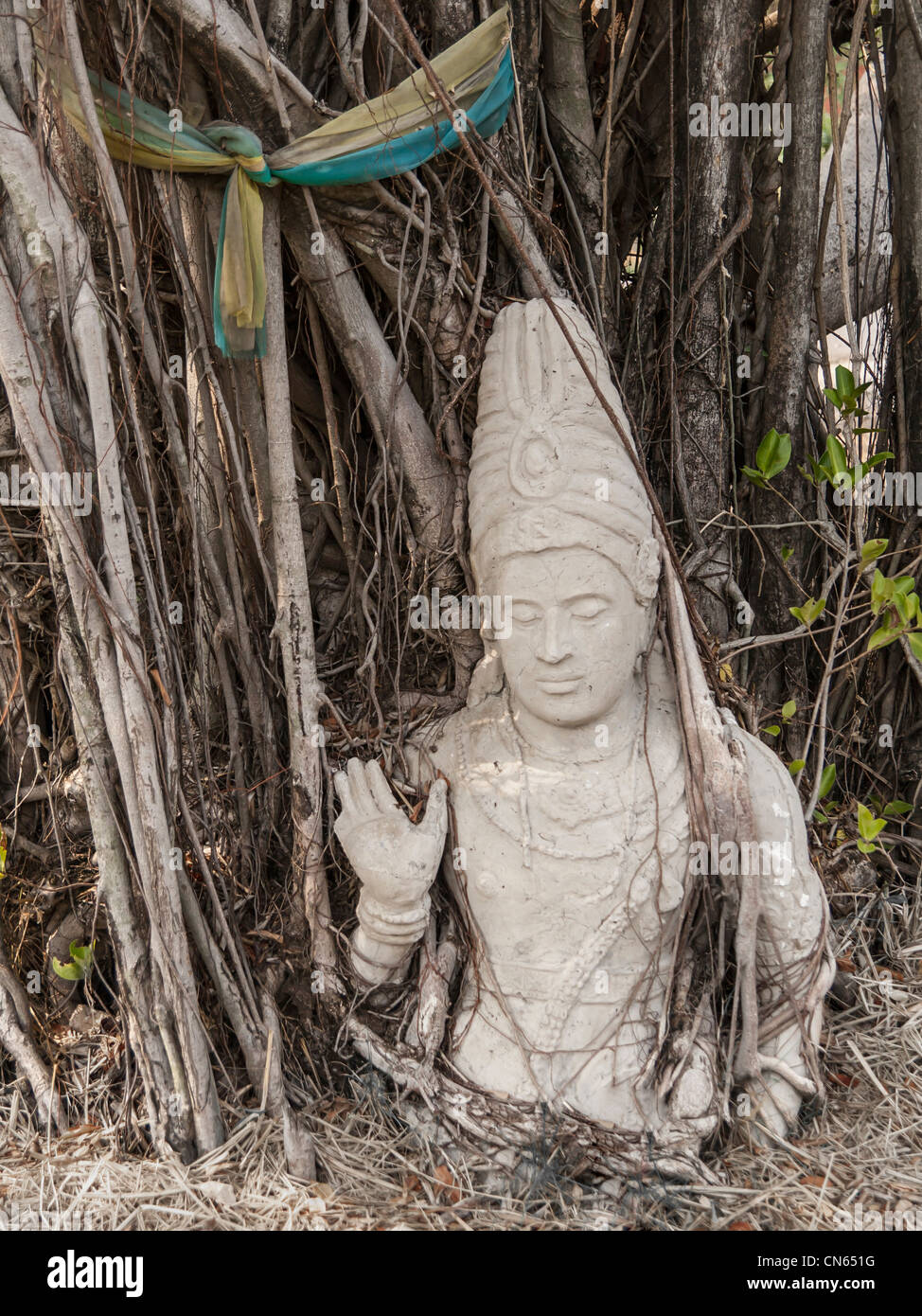 Banyan Root High Resolution Stock Photography and Images - Alamy