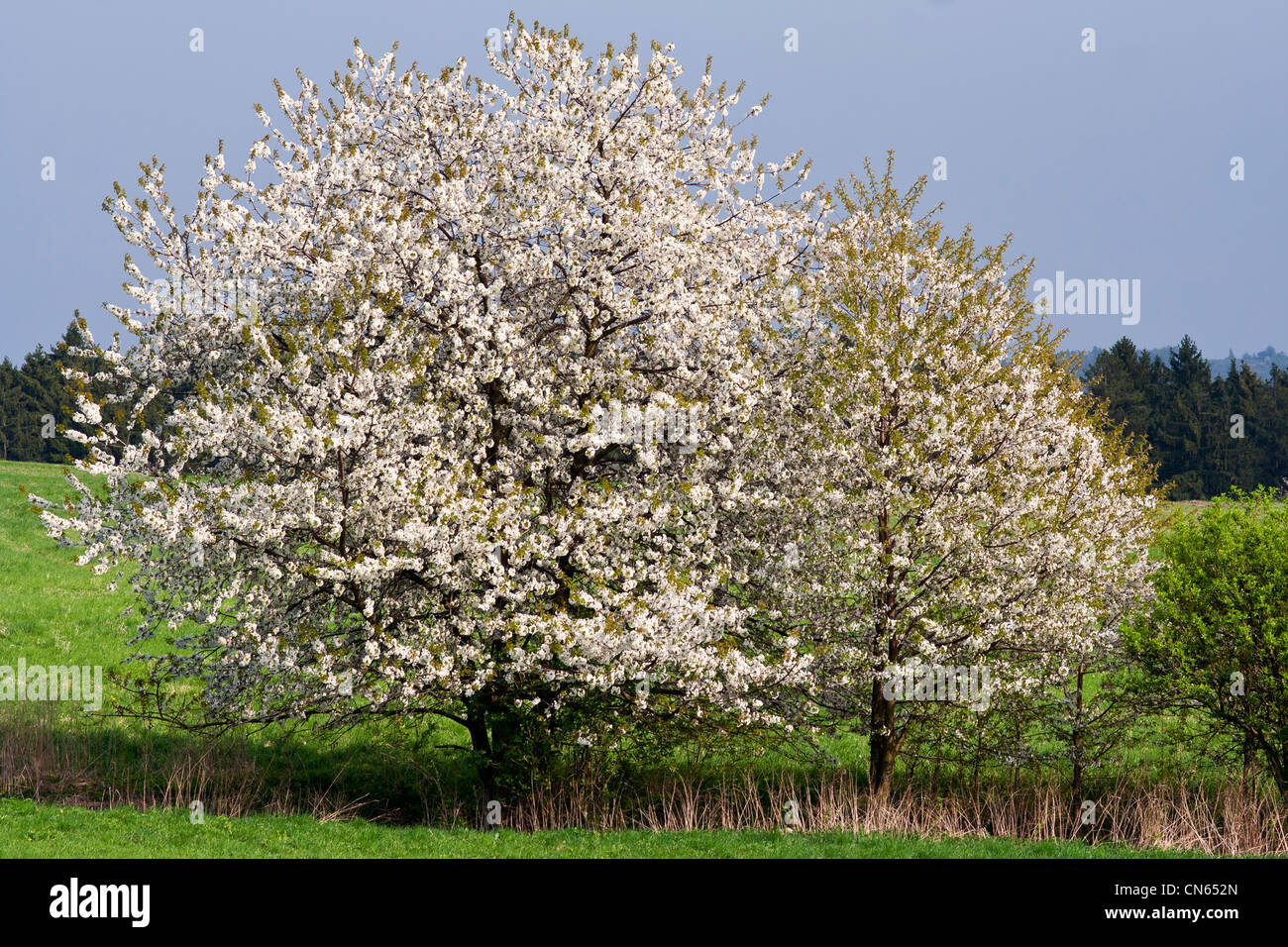 flowering landscape with blossoming trees - covered in blossom Stock ...