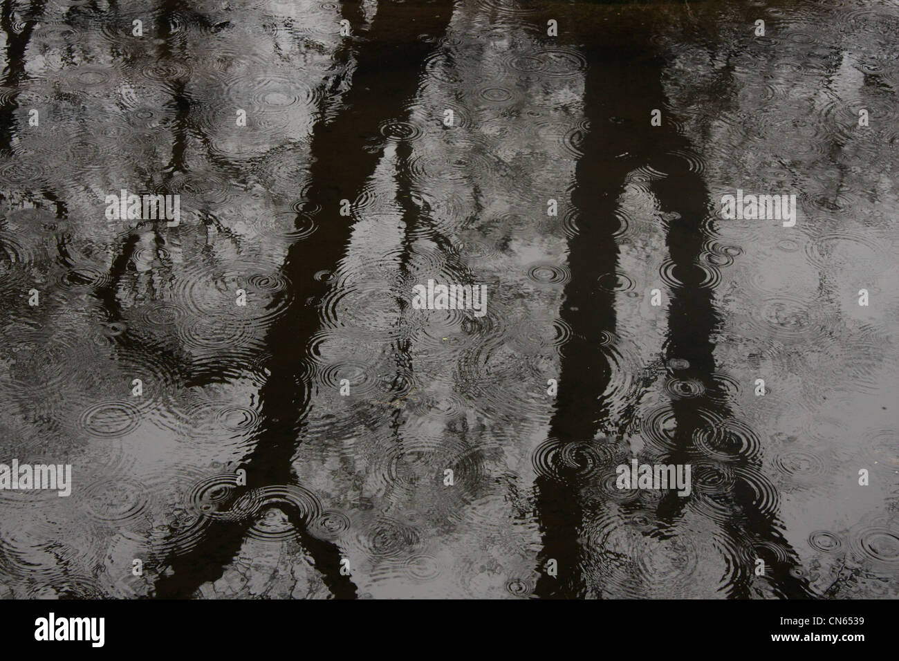 Reflection of trees in water with rain splashes Stock Photo - Alamy