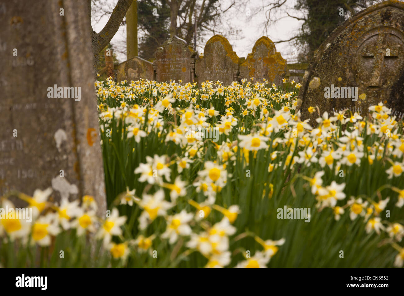 Country graveyard church yard with tombstones and daffodils Stock Photo ...
