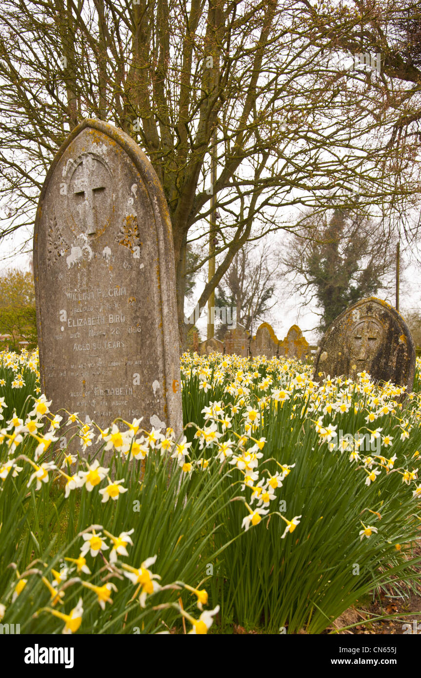 Country graveyard church yard with tombstones and daffodils Stock Photo ...