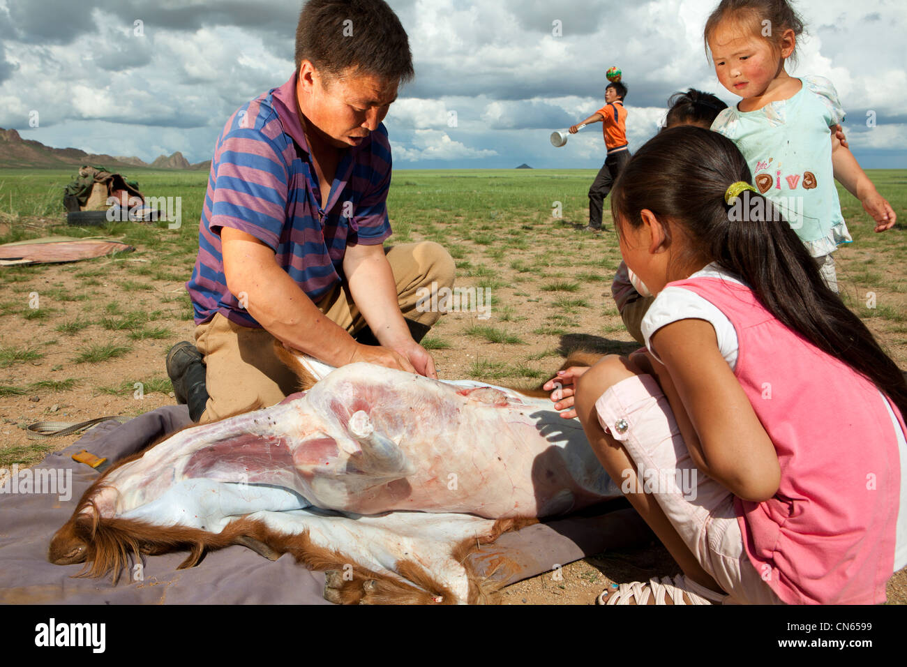 Slaughter goat for dinner in khuduu aral, khentii province, Mongolia ...