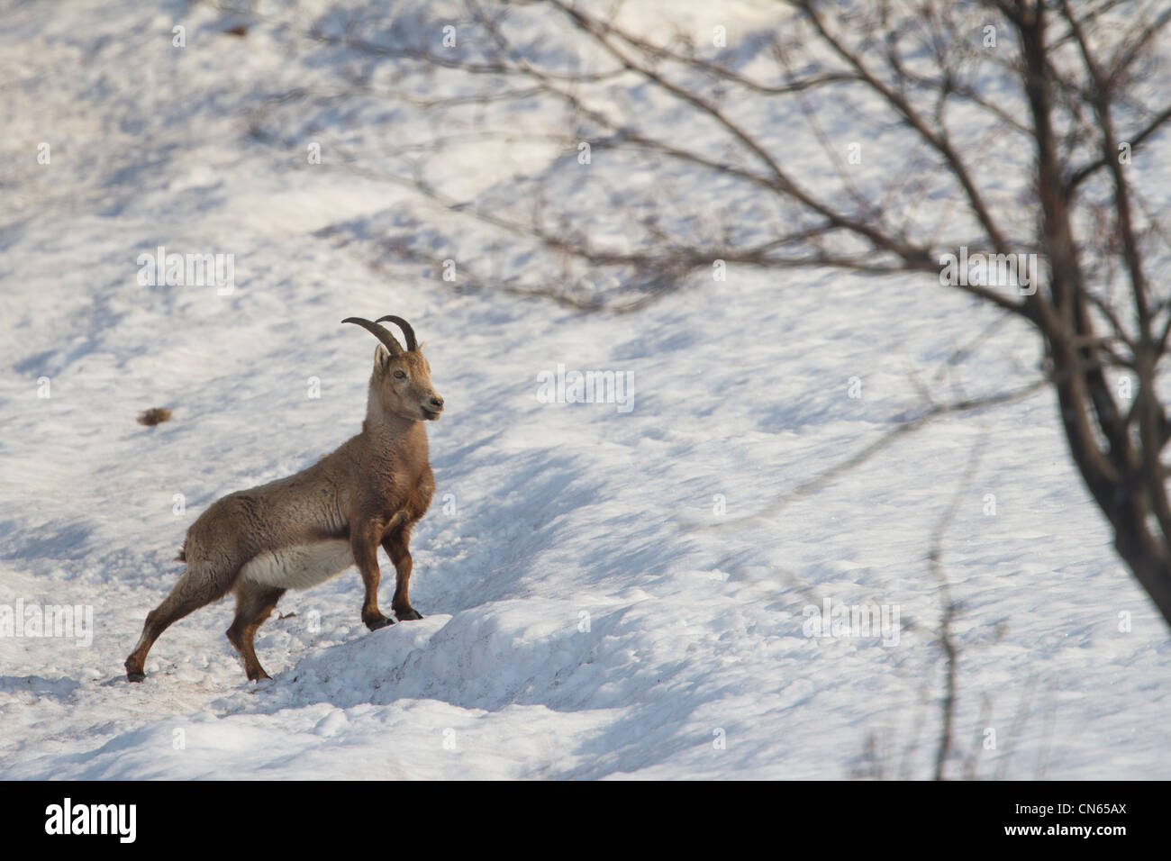 Alpine ibex in winter hi-res stock photography and images - Alamy