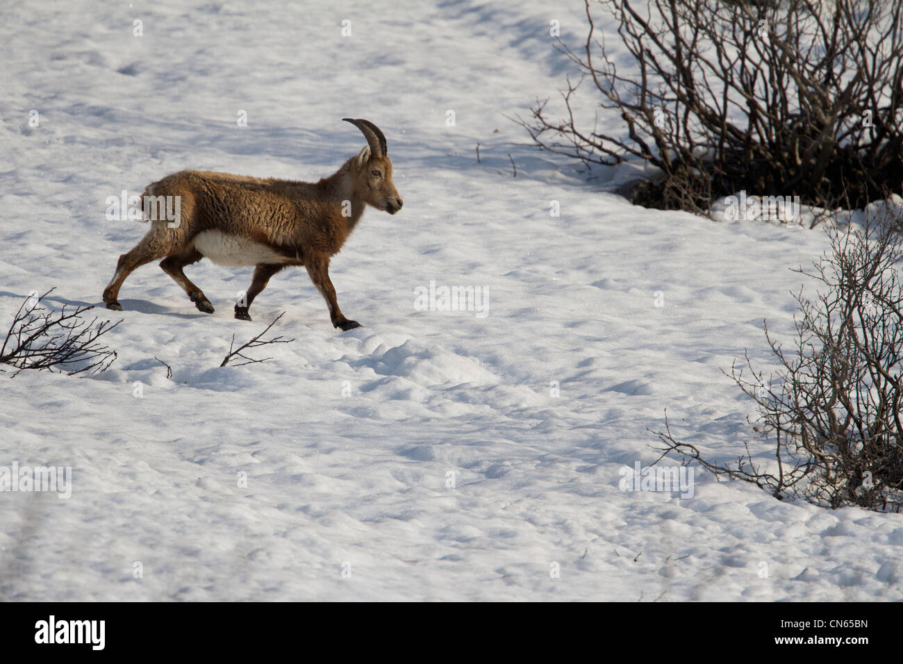 Alpine ibex (Capra ibex) at sunset in the French Alps in Winter Stock ...