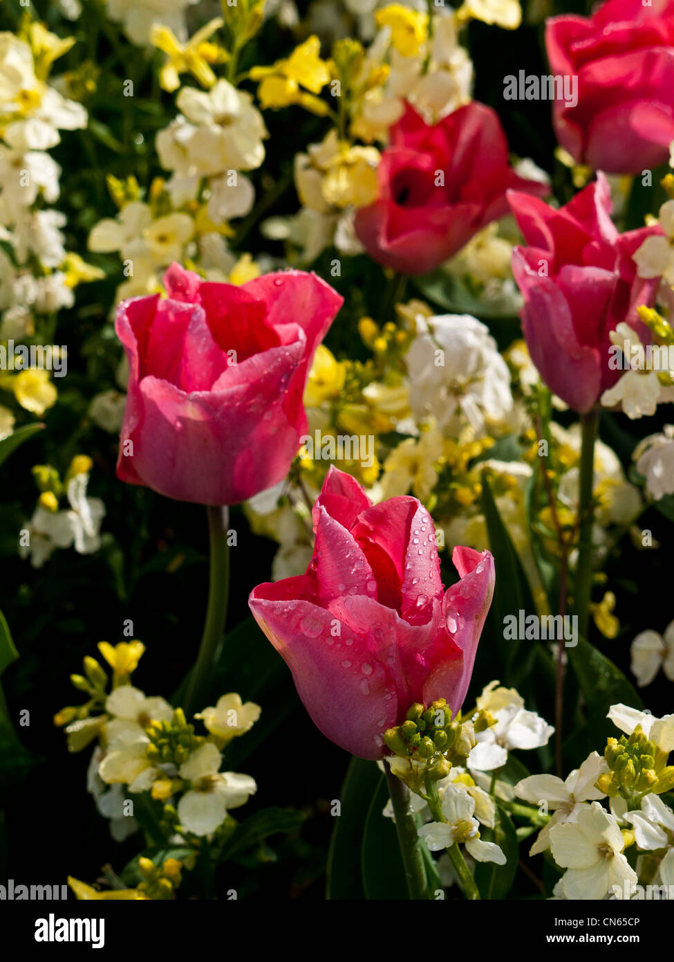 Tulips tulipa and Erysimum , Wallflowers Stock Photo - Alamy