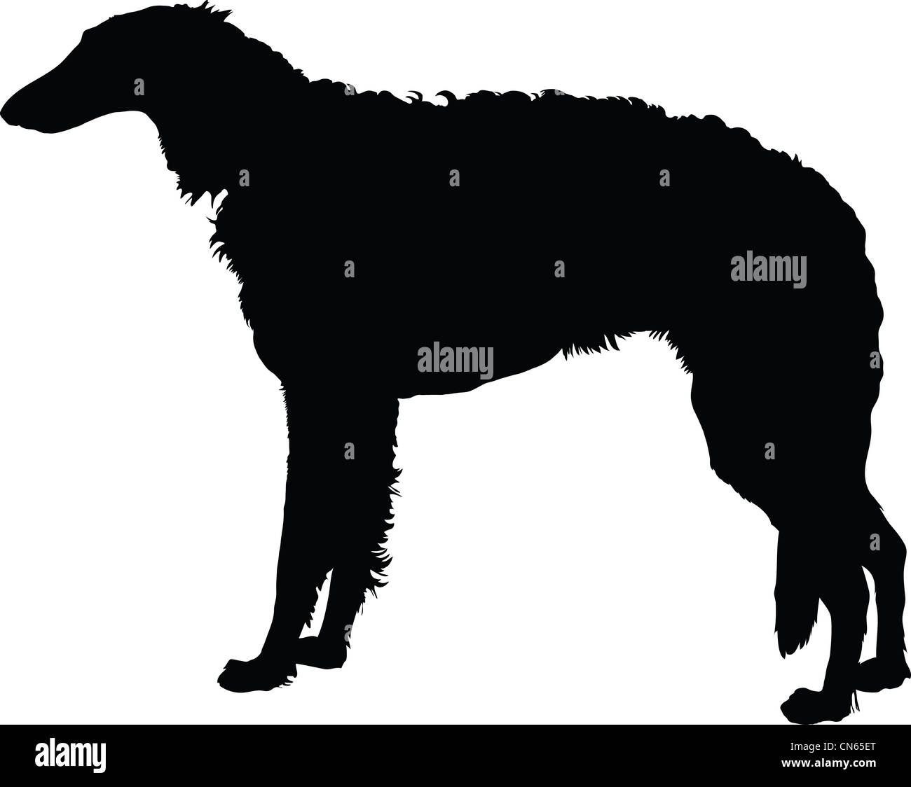 Borzoi dog hi-res stock photography and images - Alamy