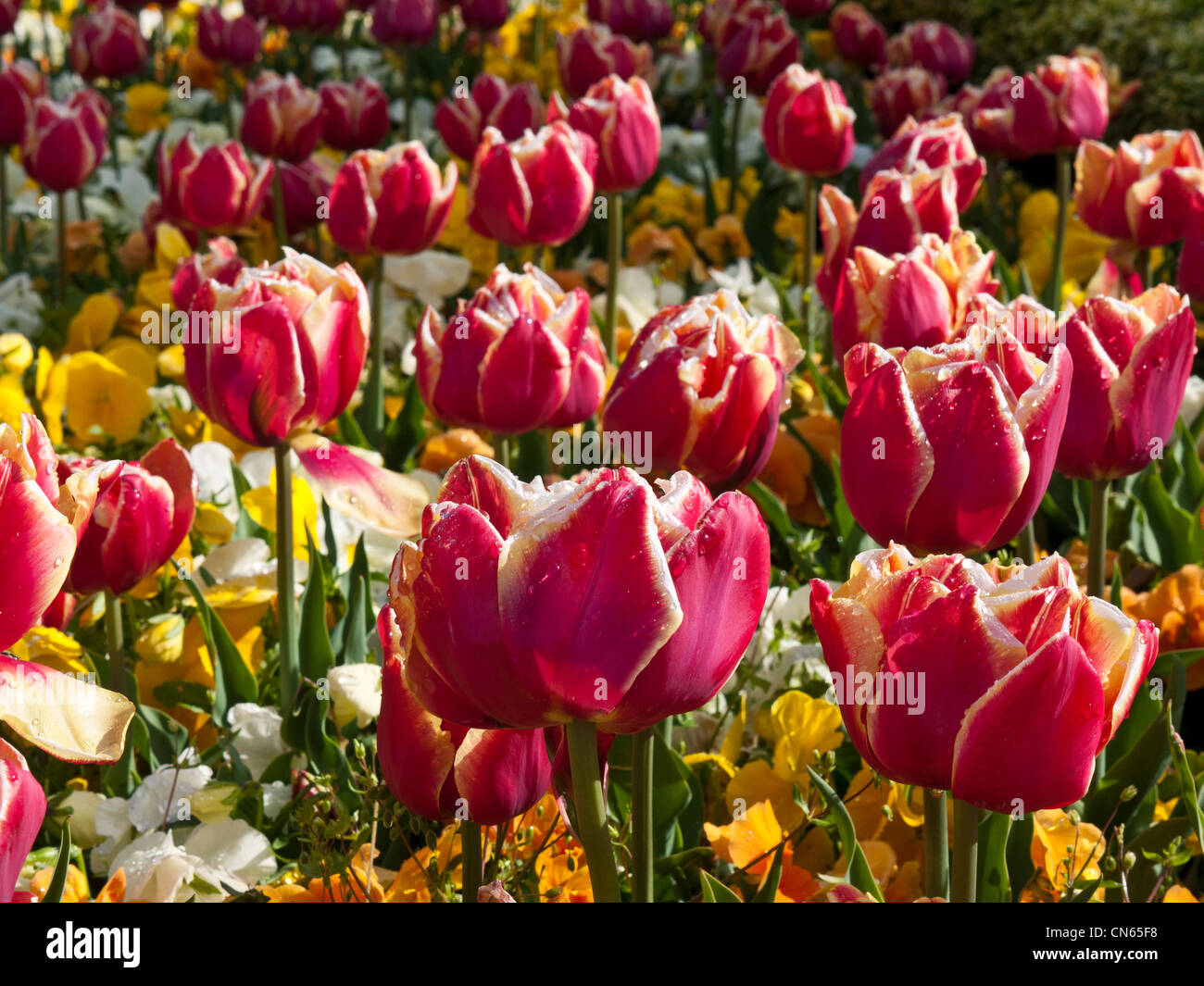 Tulips tulipa and Erysimum , Wallflowers Stock Photo - Alamy