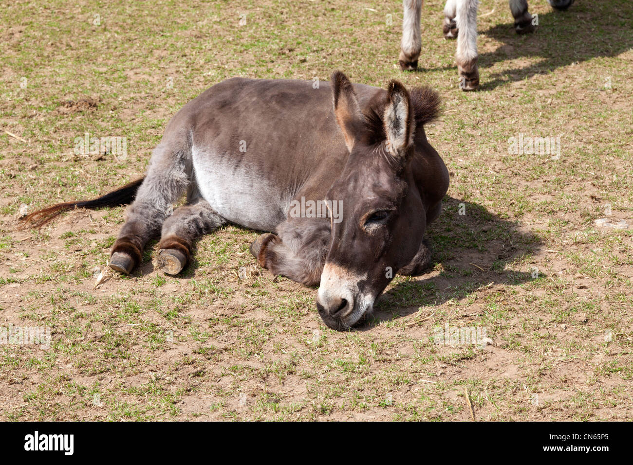 Donkey lying down hi-res stock photography and images - Alamy