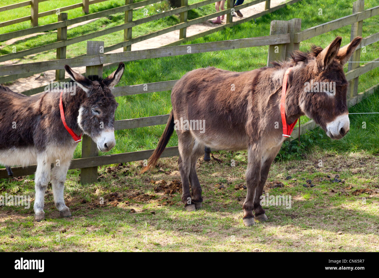 Donkey sanctuary sidmouth devon england hi-res stock photography and ...