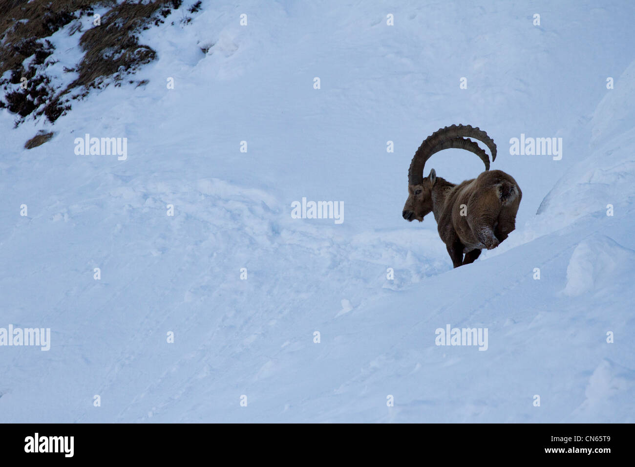 Male Alpine ibex (Capra ibex) at sunset in the French Alps in Winter ...