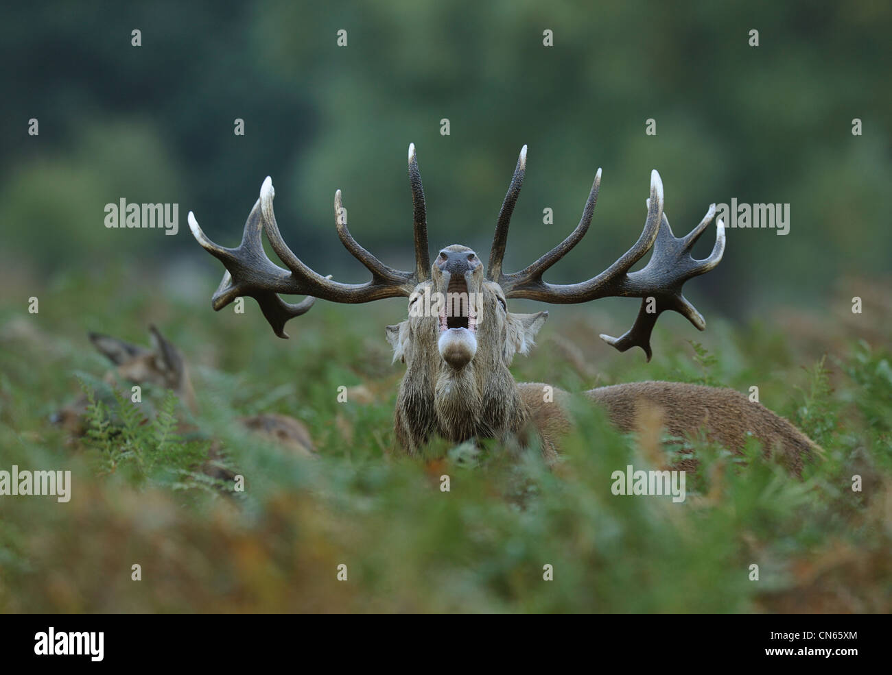 Bellowing stag hi-res stock photography and images - Alamy