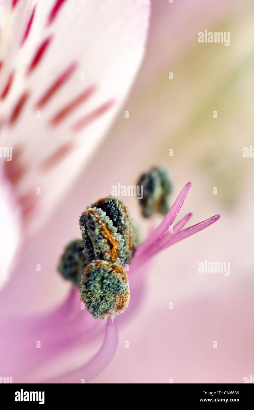 Close-up of Stamen Stock Photo - Alamy