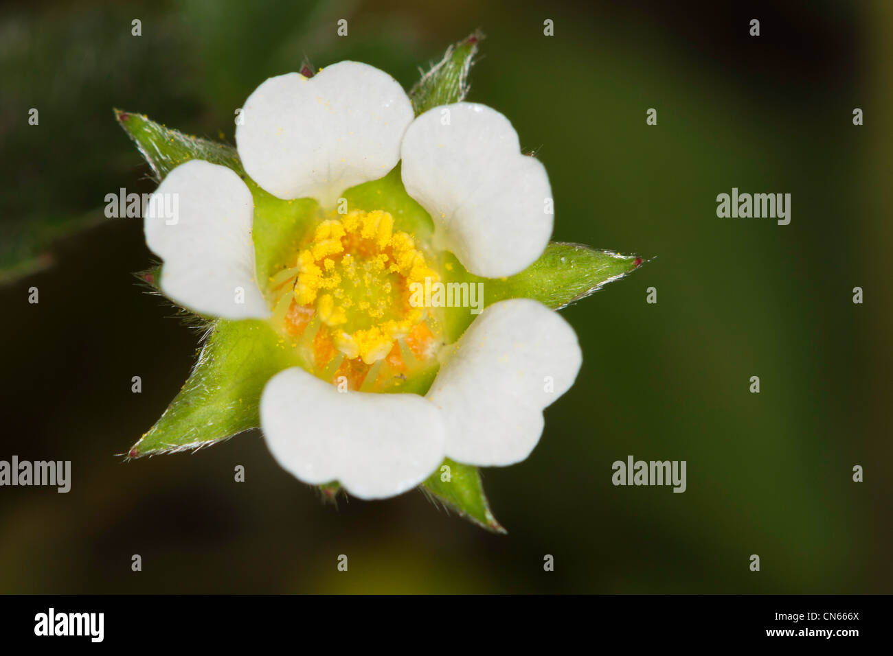 Barren flower hi-res stock photography and images - Alamy