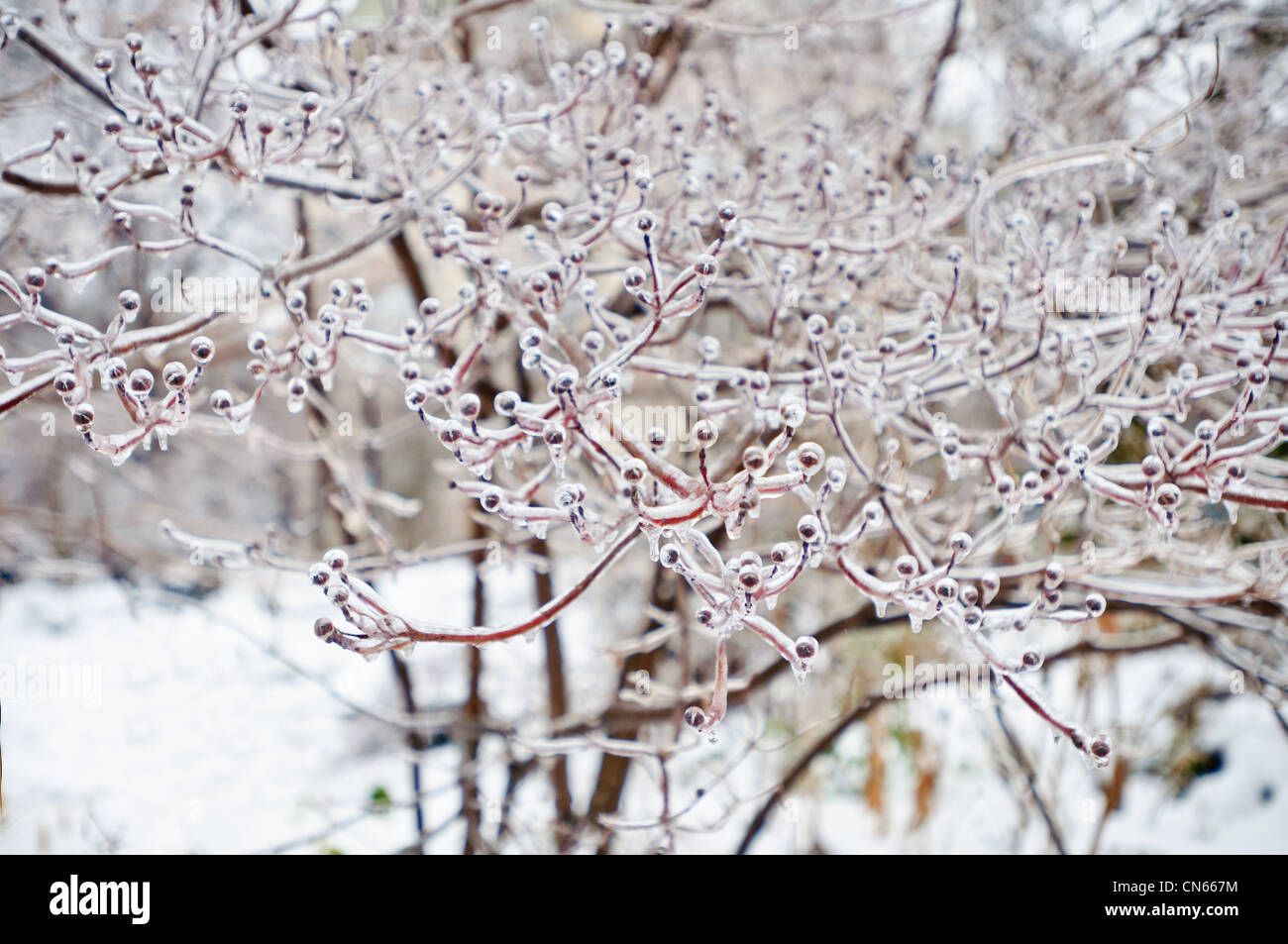 Ice Encased Branches High Resolution Stock Photography and Images - Alamy