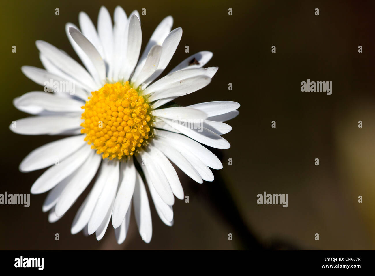 Close up of the Common Daisy (Bellis perennis Stock Photo - Alamy