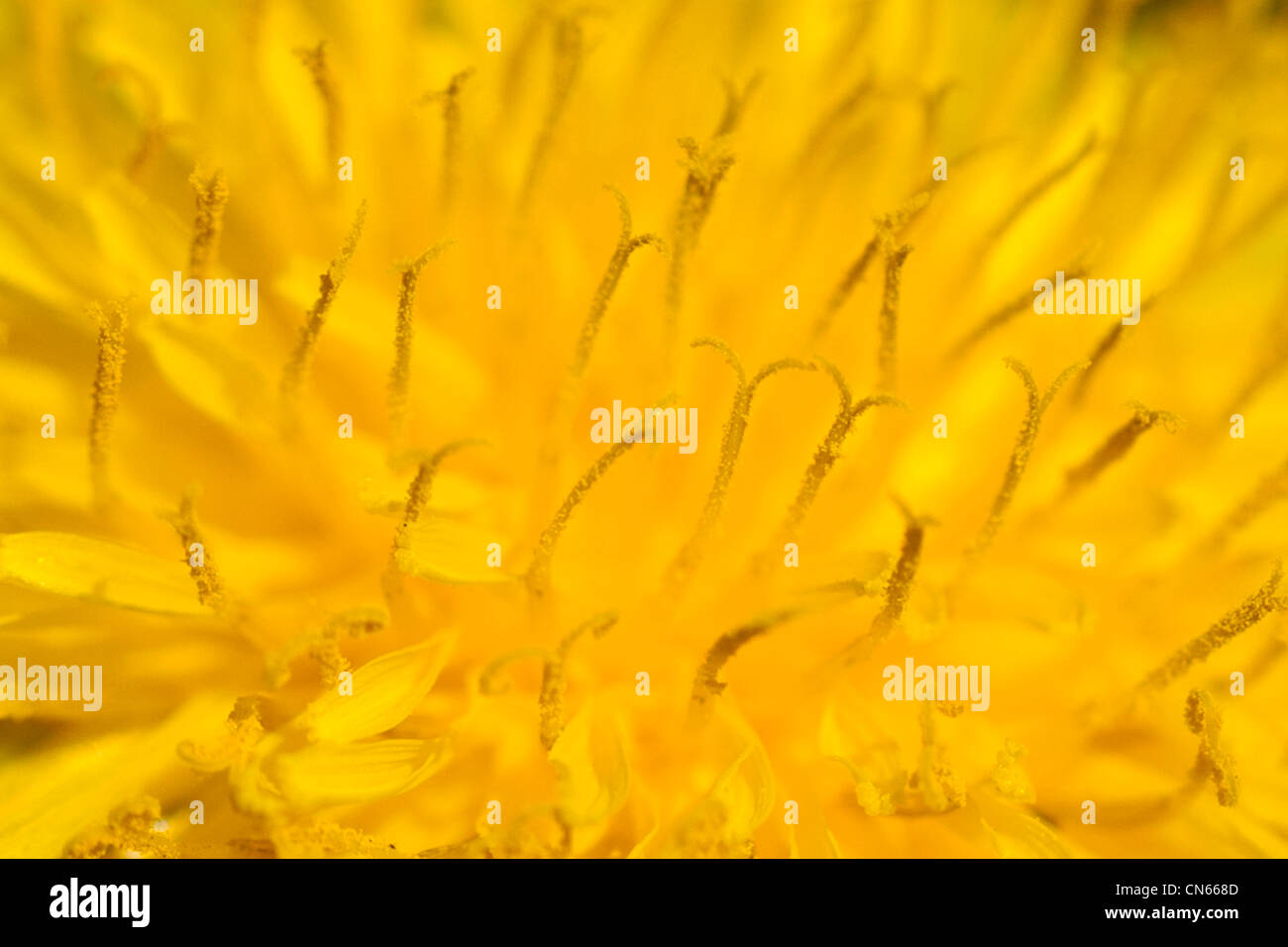 Curled sepals hi-res stock photography and images - Alamy