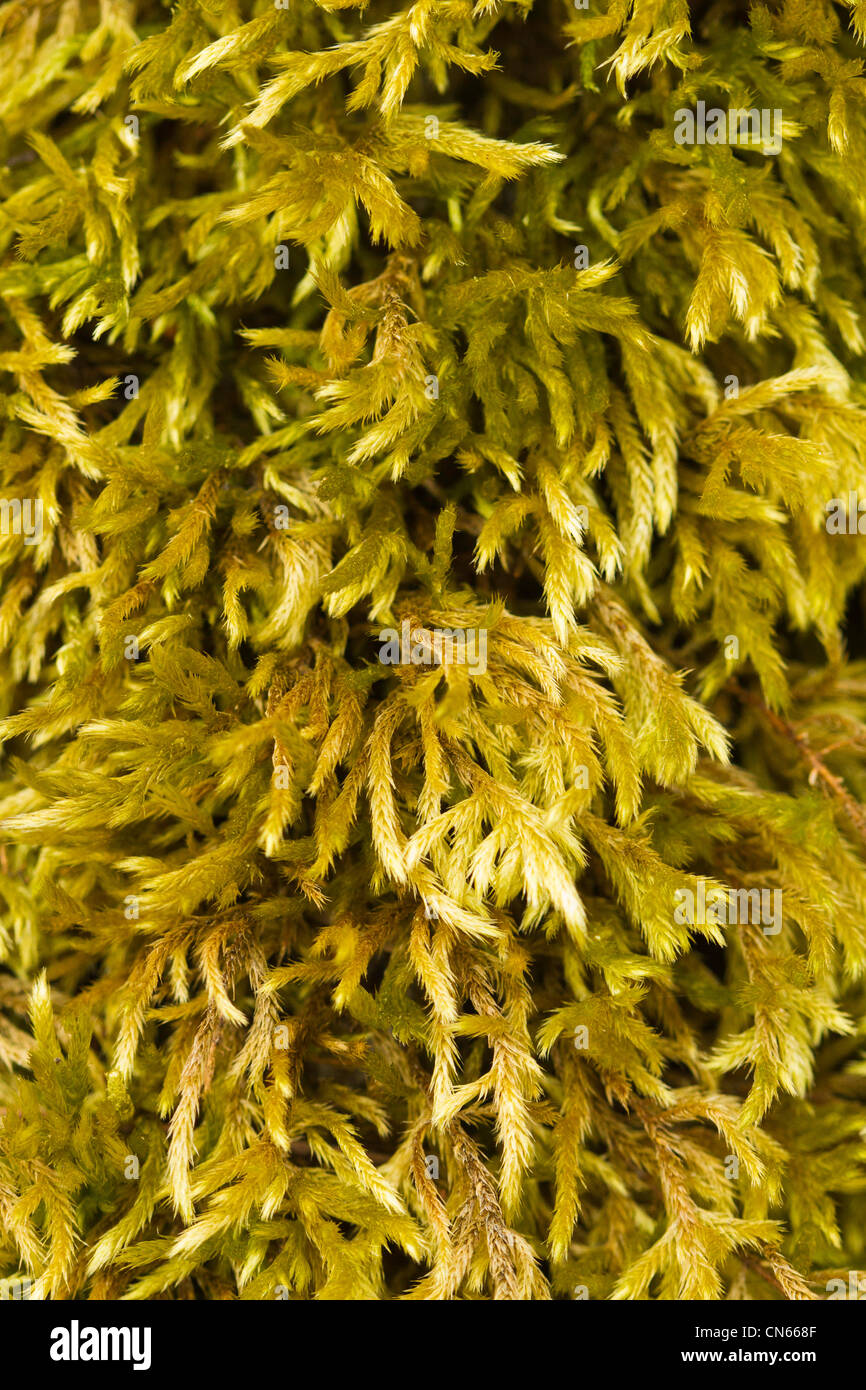 Mouse-tailed Moss (Isothecium myosuroides Stock Photo - Alamy