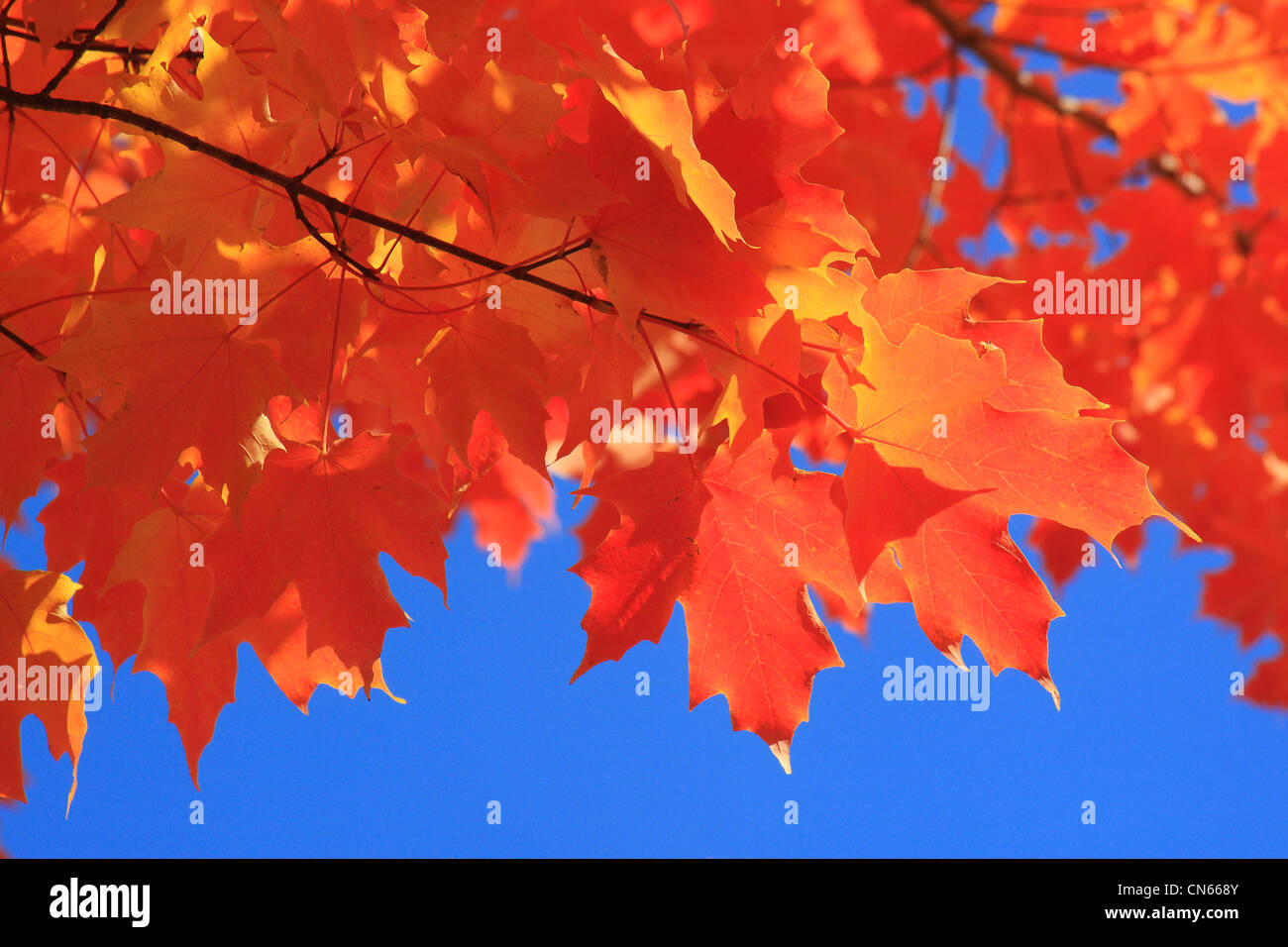 Rad leaves hi-res stock photography and images - Alamy