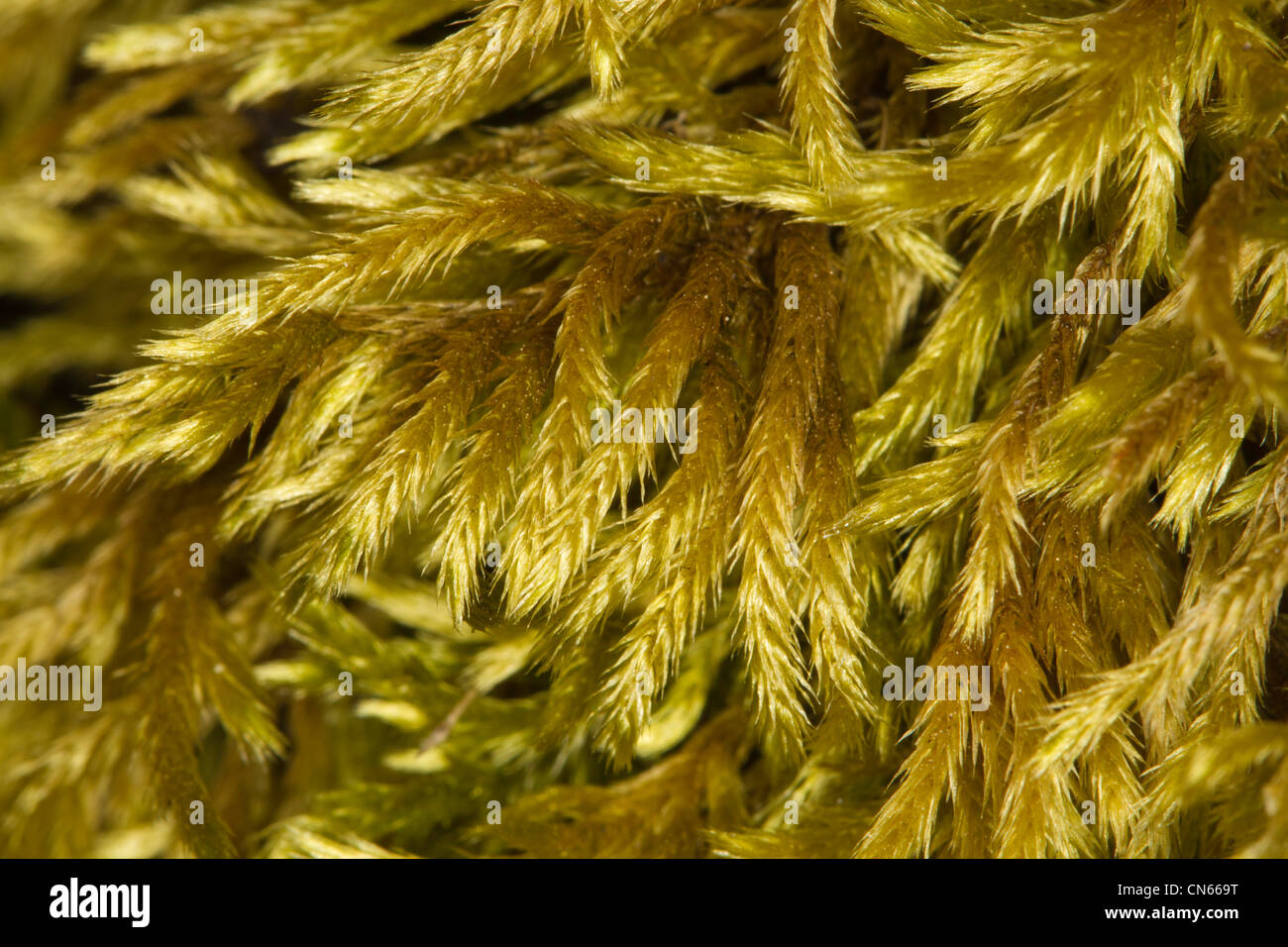 Close-up of Mouse-tailed Moss (Isothecium myosuroides) leaves Stock ...