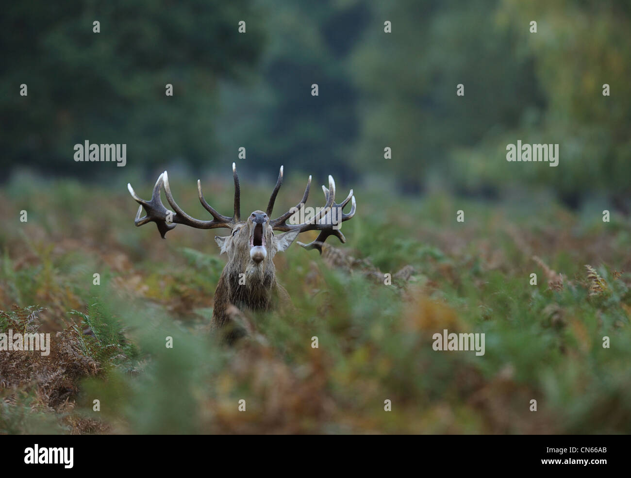 Bellowing stag london hi-res stock photography and images - Alamy