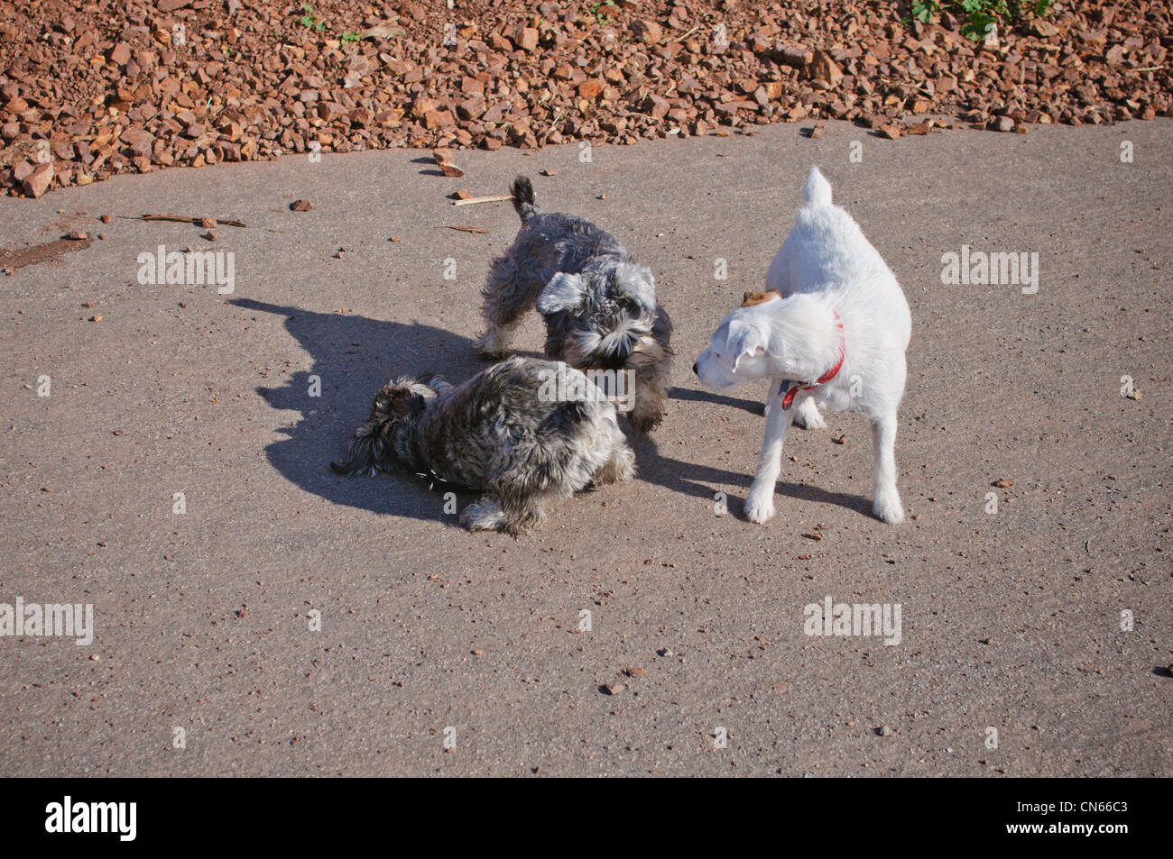 Three animals pets hi-res stock photography and images - Alamy