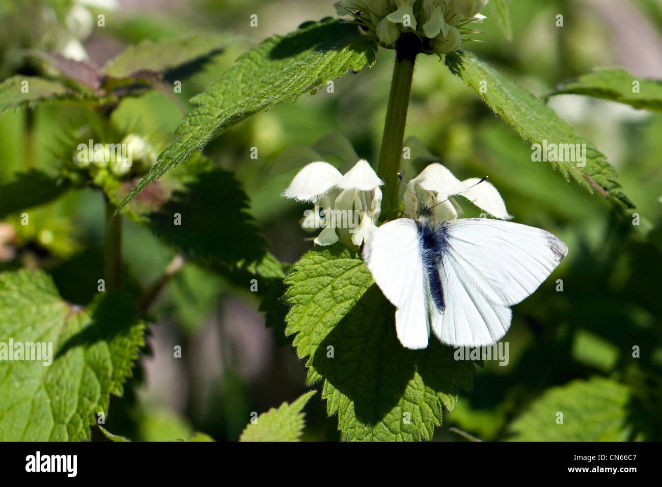 Small White (Pieris rapae) butterfly Stock Photo - Alamy
