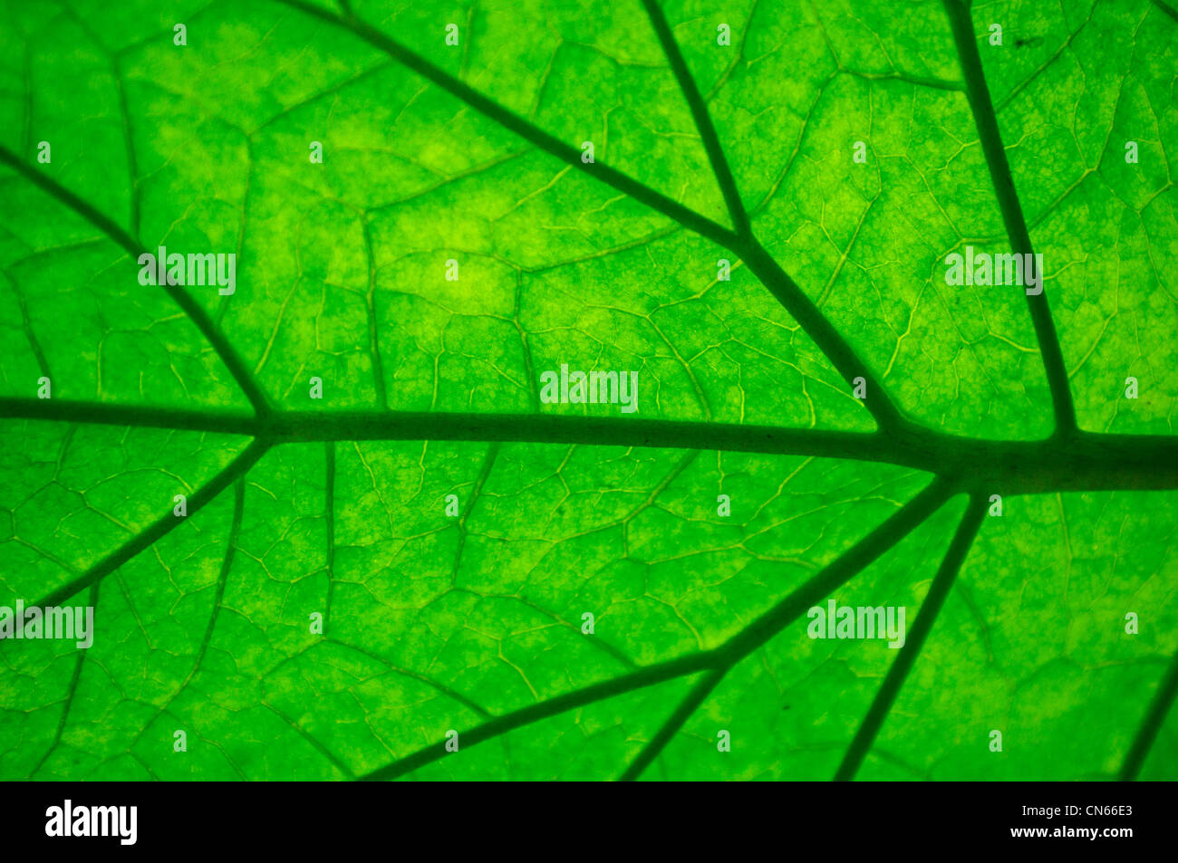 Detail of the underside of a leaf Stock Photo - Alamy