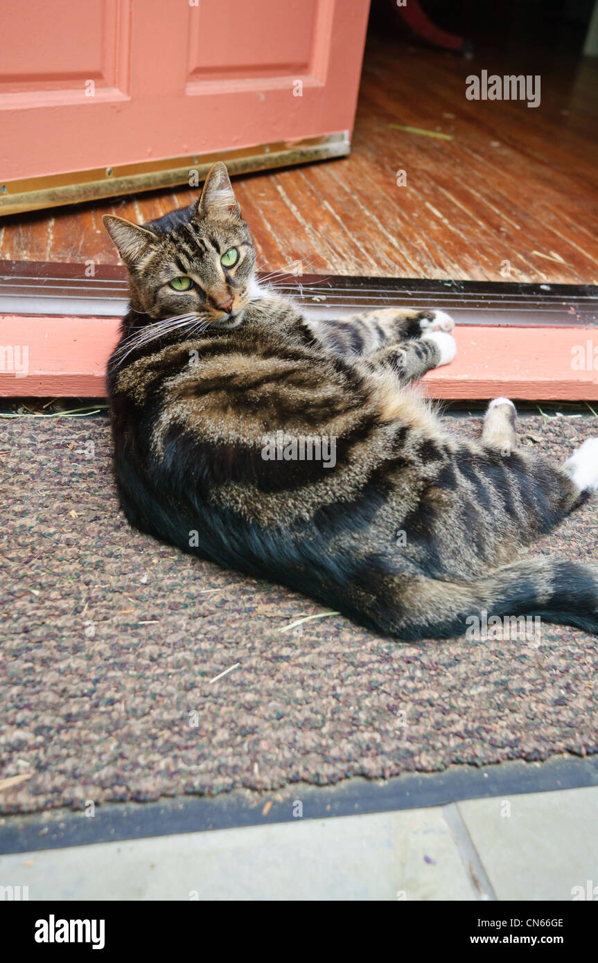 A cat looks at the camera Stock Photo - Alamy