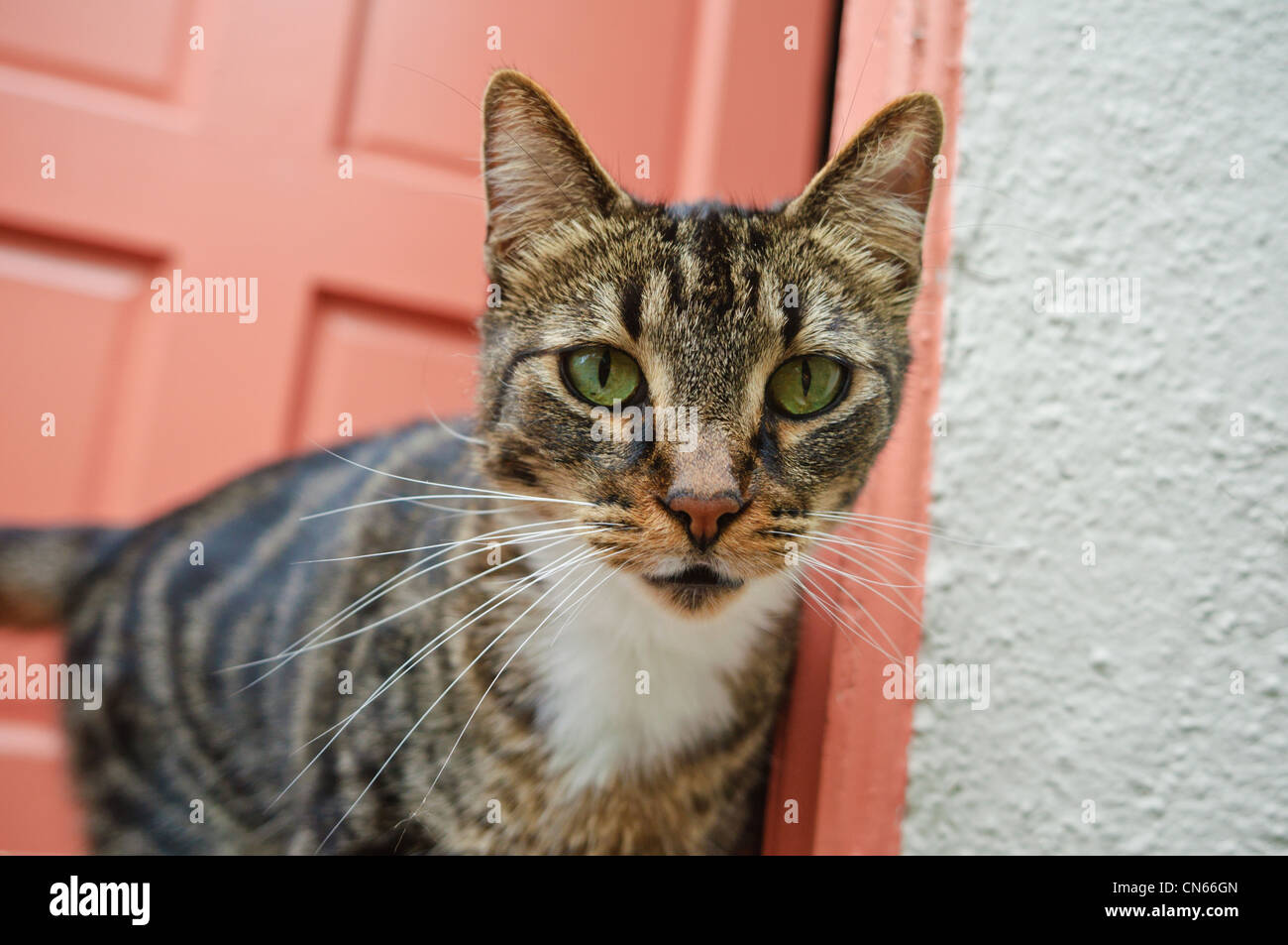 A cat looks at the camera Stock Photo - Alamy