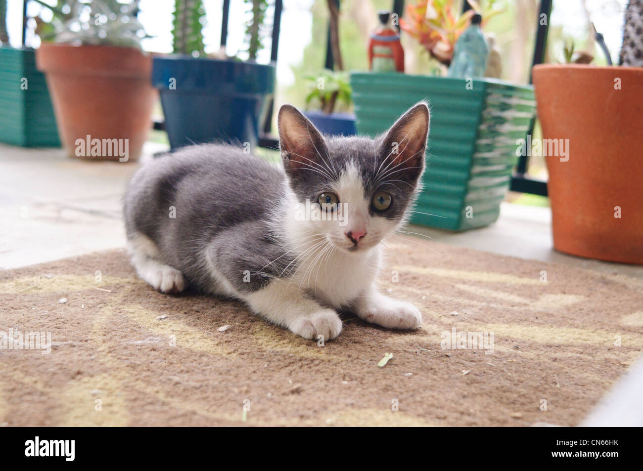 Kitten looks hi-res stock photography and images - Alamy