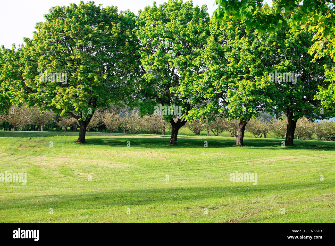 Springtime, trees in full bloom & parks Pacific NW Oregon Stock Photo ...