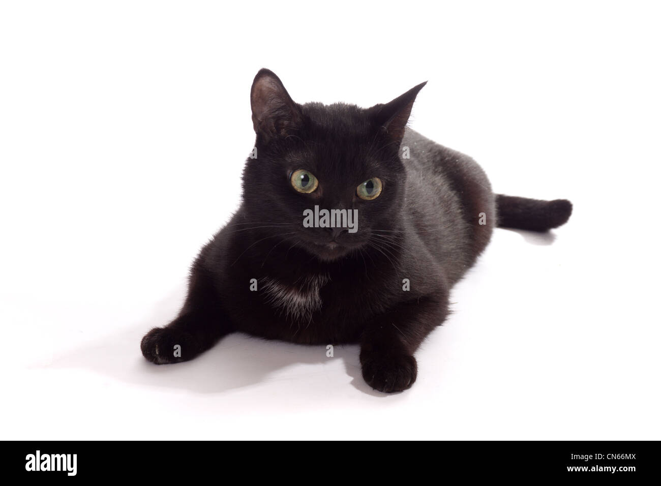 Portrait black cat Cut Out Stock Images & Pictures - Alamy